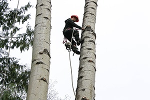 The Two Parts of Tree Removal | Lineage Tree Care