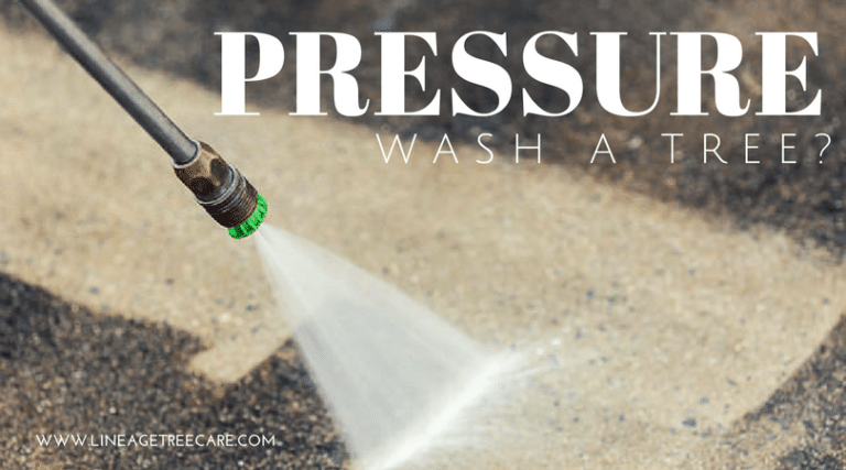 Can I Use a Pressure Washer to Clean a Tree? - Lineage Tree Care