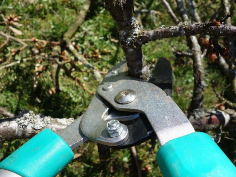 Difference between pruning and trimming (1) - Lineage Tree Care Difference between pruning and trimming (1) - Lineage Tree Care