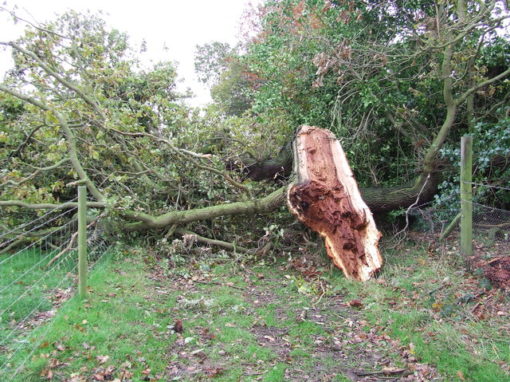 Sudden Branch Drop - Look Out! Random Limbs Falling | Lineage