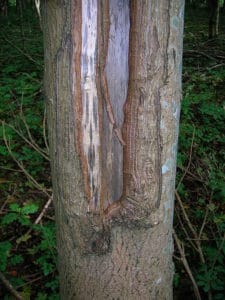 What is Frost Crack in Trees? - Lineage Tree Care