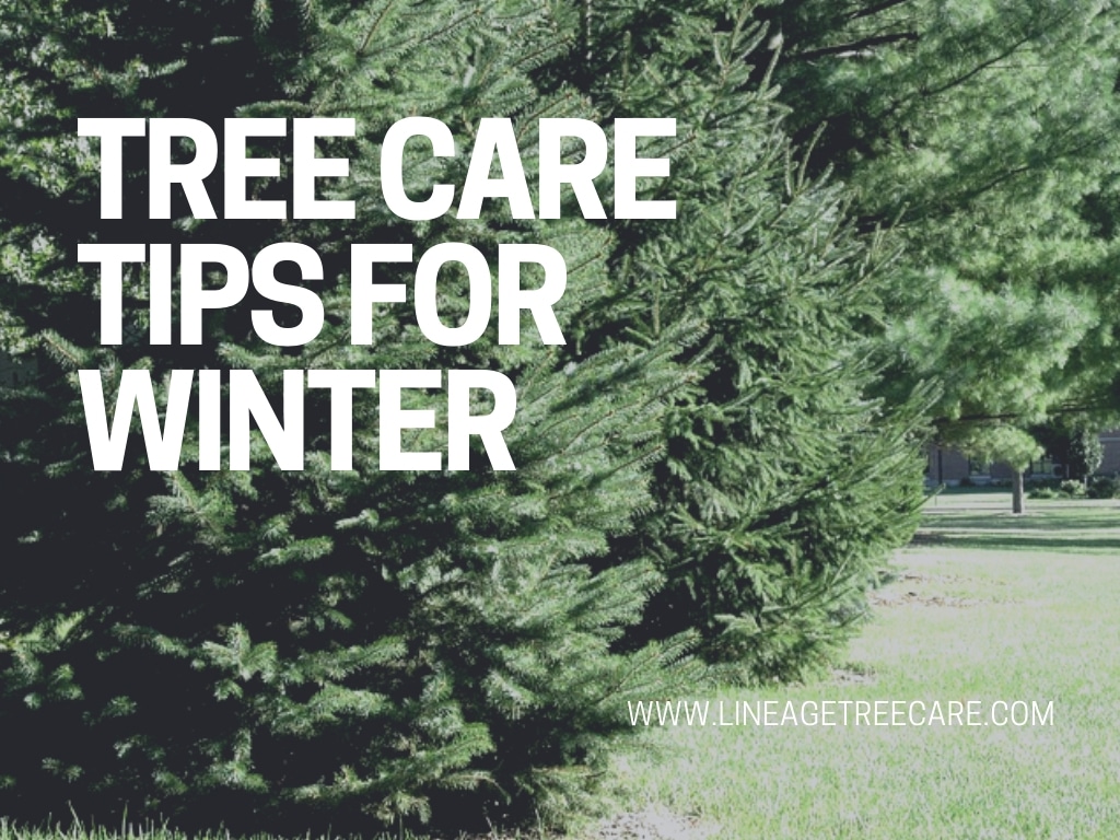 How to Care for Snohomish County Trees in the Winter - Lineage Tree Care