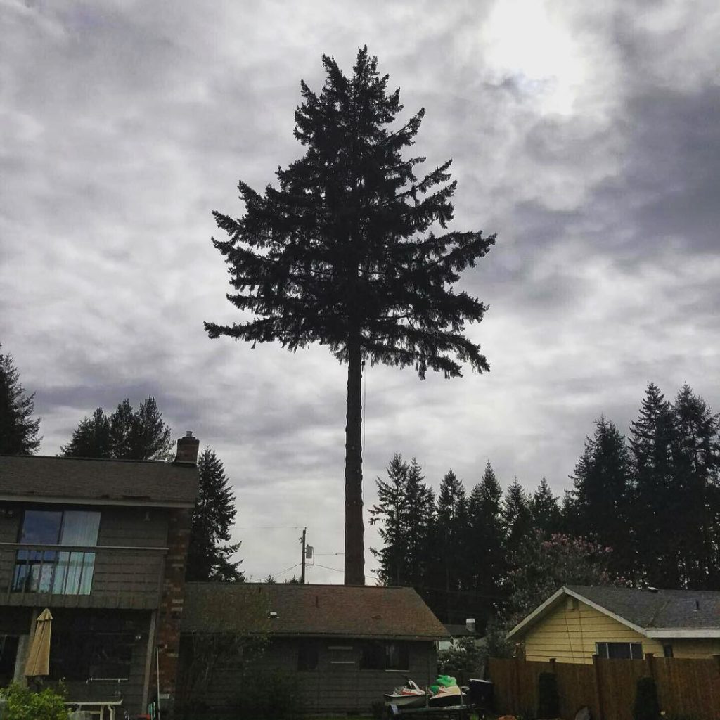 Tree Service Kirkland WA | Trees Cutting, Removal Services in ...