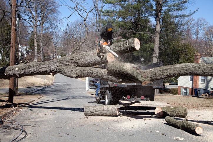 Average Cost Of Tree Removal A Basic Guide Lineage Tree Care