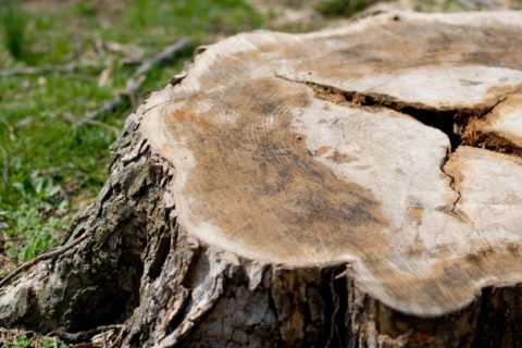 How to Rot Tree Stumps Quickly | Lineage Tree Care