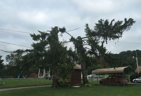 Tree Topping | Materials Needed and Step-by-Step Instructions