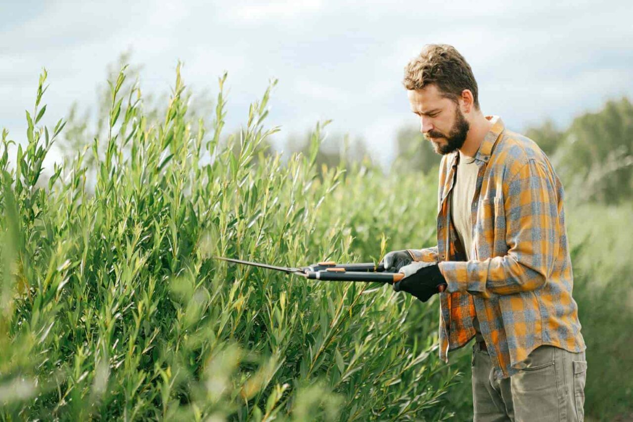 How To Trim Hedges: Step-by-step Guide | Lineage Tree Care