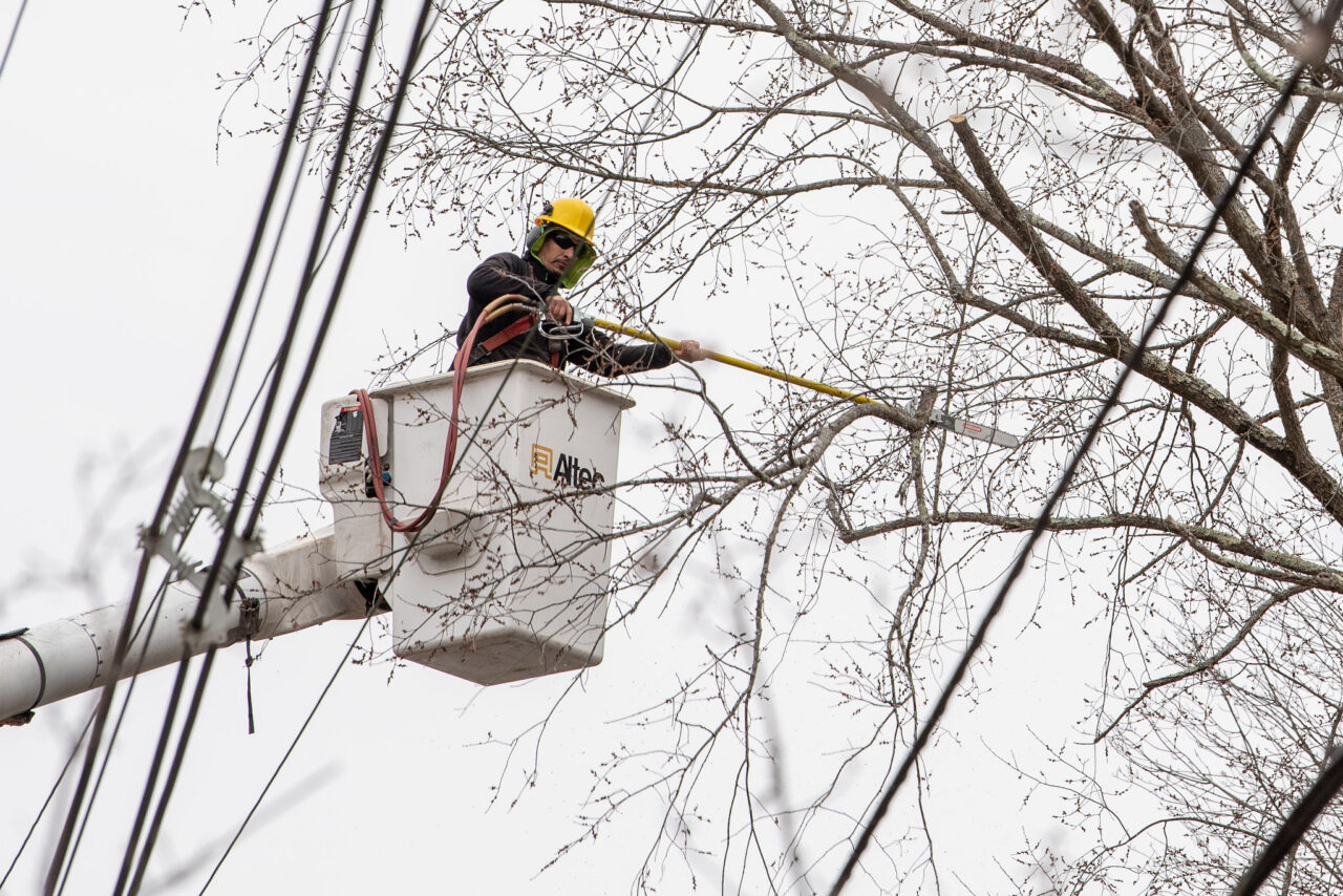 Lake Stevens Tree Trimming and Pruning Services | Lineage Tree Care